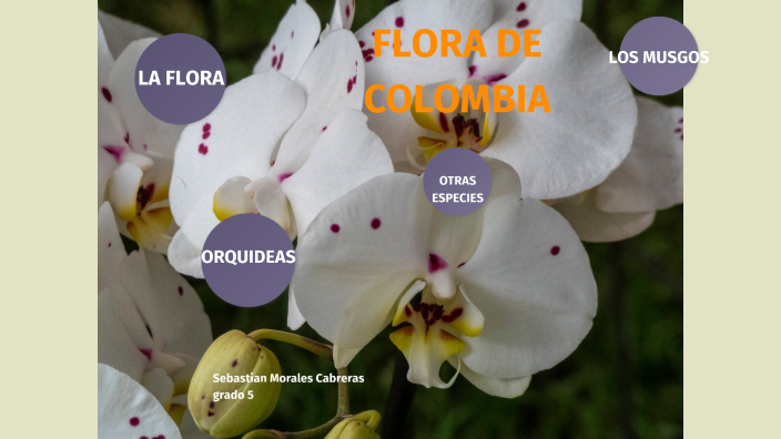 la flora en colombia by Sebastian Morales Cabreras on Prezi
