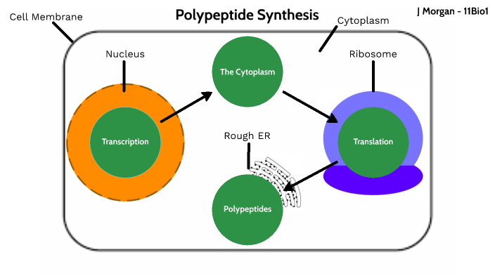 Polypeptide Synthesis by Jerika Morgan on Prezi