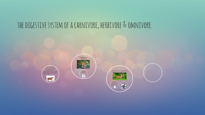 the digestive system of a carnivore, herbivore & omnivore. by rhiley ...