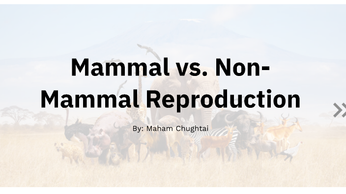 Mammal vs. Non-Mammal Reproduction by Maham Chughtai on Prezi