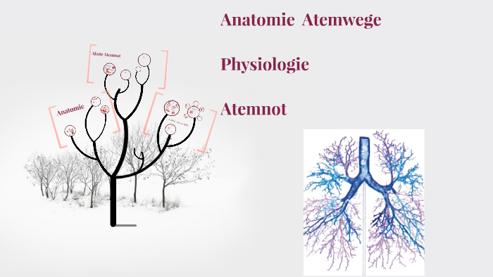 Anatomie der Atemwege by on Prezi