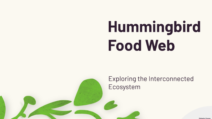 Hummingbird Food Web by vv bbb on Prezi