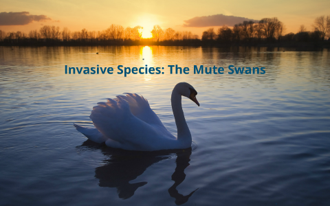 Invasive Species: Mute Swans by Ali Sys on Prezi