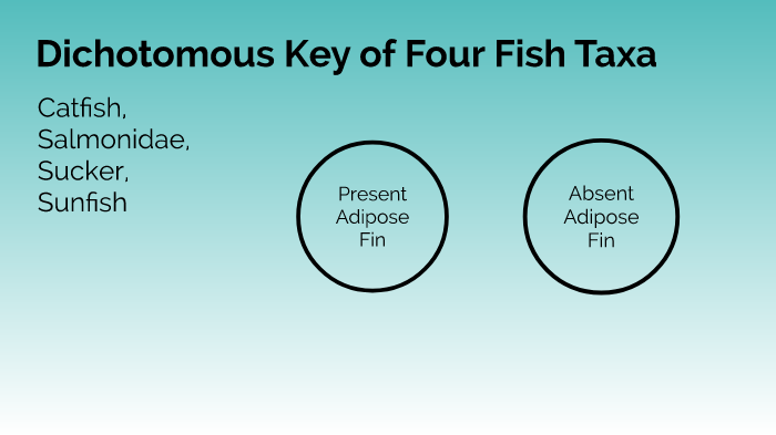 Dichotomous Key of Four Fish Taxa by Jasmine Czajka on Prezi