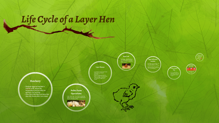 Life Cycle of a Layer Hen by kenneth hobbs on Prezi