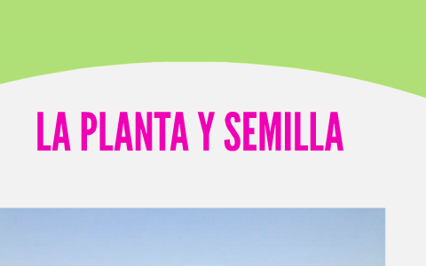 El Proceso de la Cebolla by Andrea Rico on Prezi