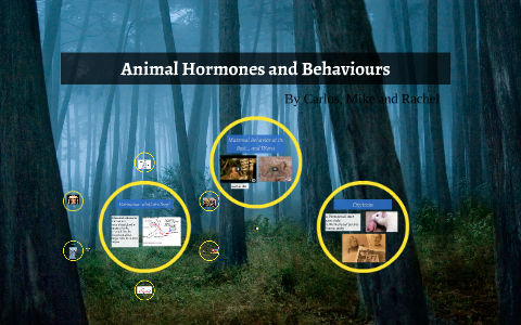 Animal Hormones and Behaviours by Rachel Garza on Prezi