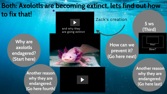 How can we prevent axolotls from becoming extinct? by Zakai Cribbs on Prezi