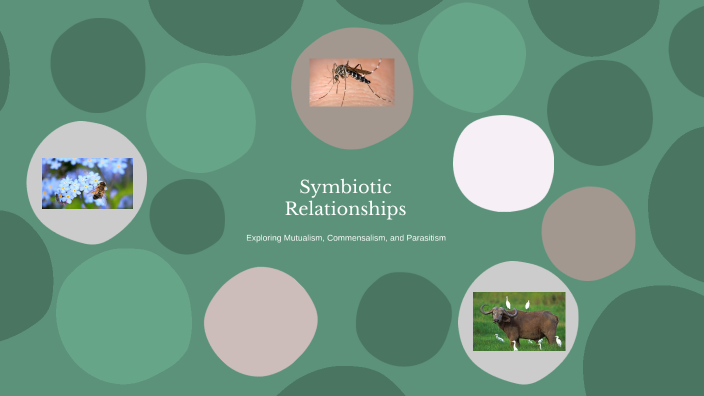 Symbiotic Relationships by Riley Ellington on Prezi