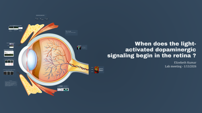 Understanding Light-Activated Dopaminergic Signaling in the Retina by ...
