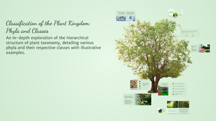 Classification of the Plant Kingdom: Phyla and Classes by Game. Satya ...
