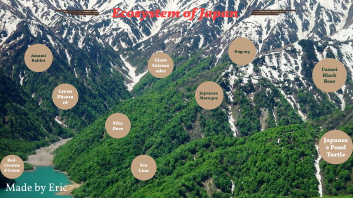 Ecosystem of Japan by Eric Lv on Prezi