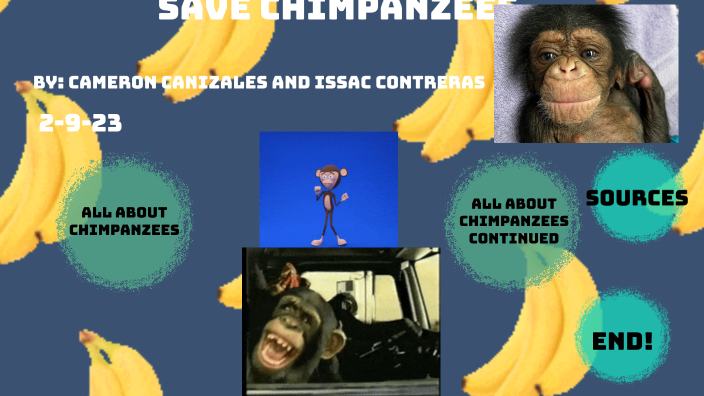 Save chimpanzees by Issac Contreras on Prezi
