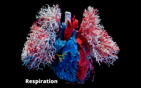 Chapter 2, Section 2: Respiration by Rozina Jaser on Prezi