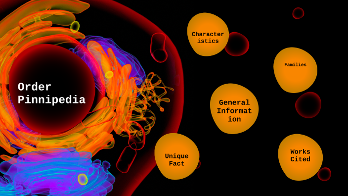 Order Pinnipedia by Jadyn Crum on Prezi