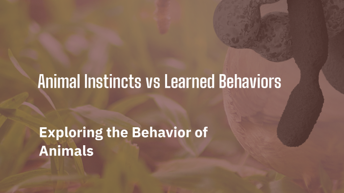 Animal Instincts vs Learned Behaviors by Sonja Vause on Prezi