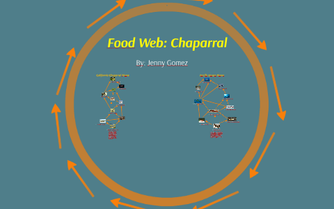 Food Web: Chaparral by Jenny Gomez on Prezi