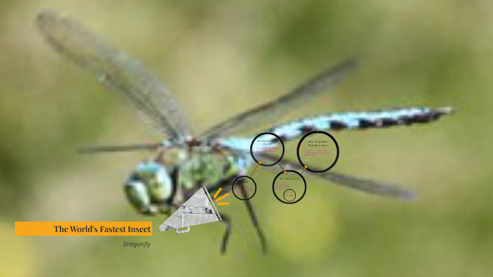 The World's Fastest Insect by Meghan Moree on Prezi