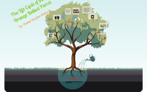 Emma - Life cycle of the Parrot by Jillian Keyser on Prezi