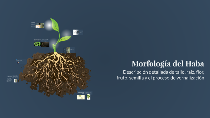 Morfología del Haba by Bryan Tinoco crespo on Prezi