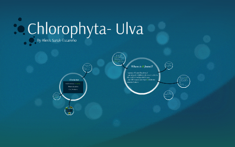 Chlorophyta- Ulva by Lexi Saruk-Escareno