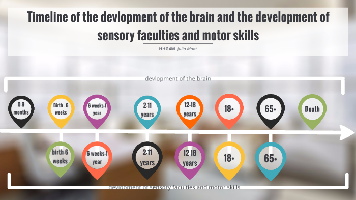 Timeline of the devlopment of the brain and the development of sensory ...