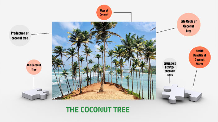 The life of Coconut by Amira Raudhah on Prezi