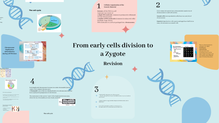 Preparation for division begins when two haploid pronuclei (pN ...