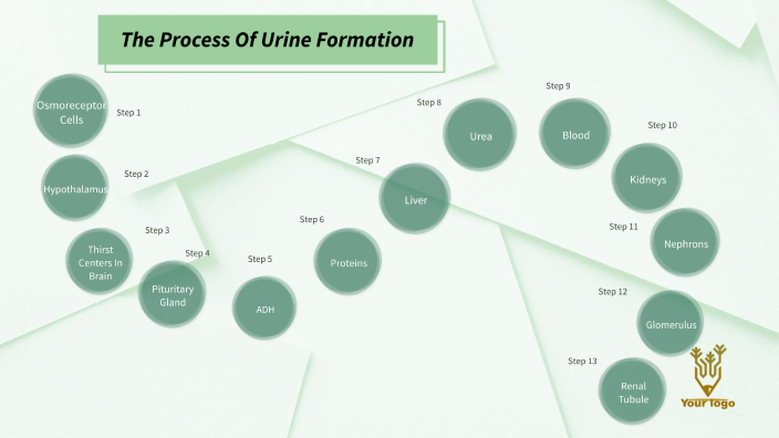 Process Of Urine Formation by Alayna Taylor on Prezi