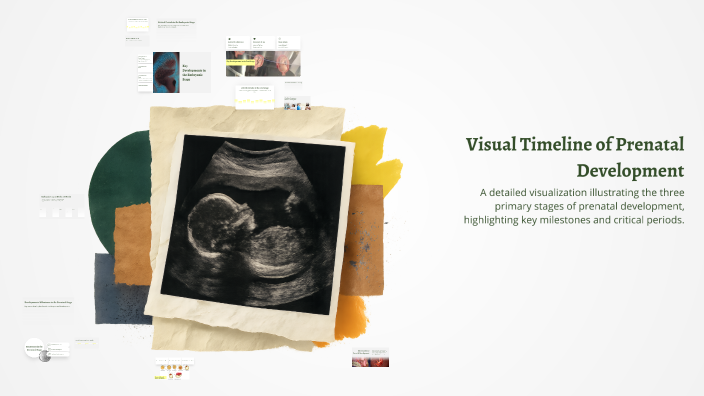 Visual Timeline of Prenatal Development by Ilana Greenstein on Prezi
