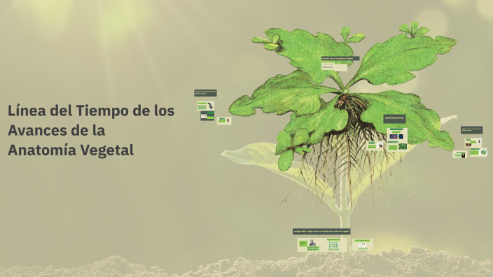 Línea del Tiempo de los Avances de la Anatomía Vegetal by Jenifer ...