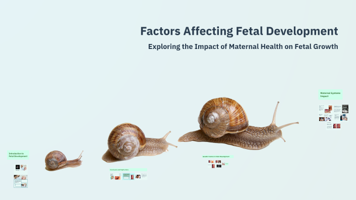 Factors Affecting Fetal Development by Zoe Hansen on Prezi