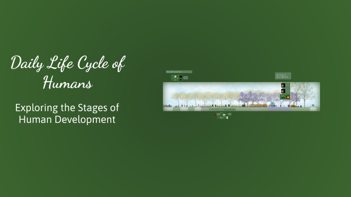 Daily Life Cycle of Humans by Akshata Kasbe on Prezi