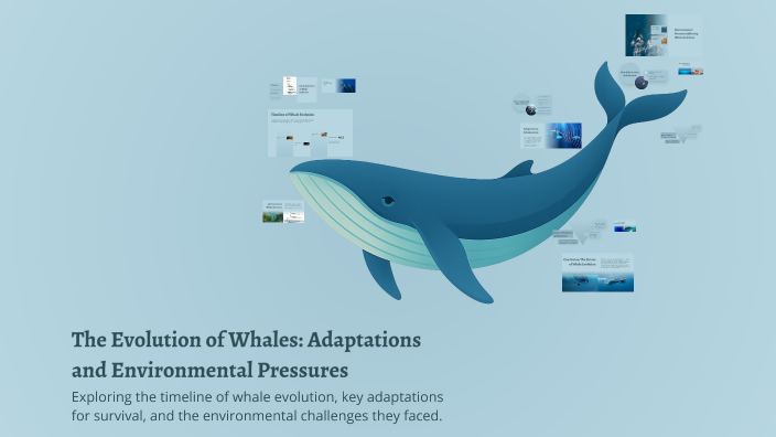 The Evolution of Whales: Adaptations and Environmental Pressures by ...