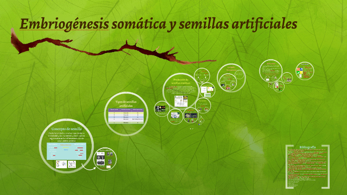 Embriogénesis somática by Maria Granell Ruiz on Prezi