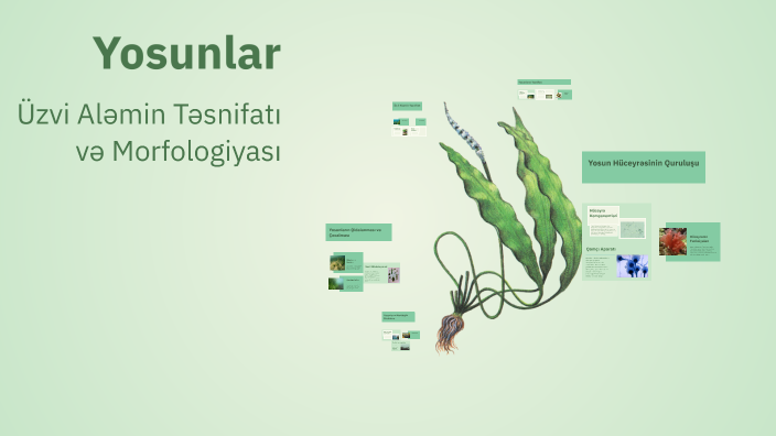 Yosunlar by Qumral Məmmədova on Prezi