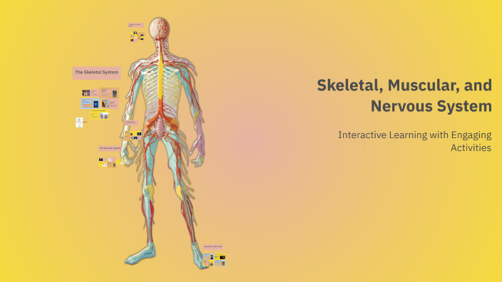 Skeletal, Muscular, and Nervous System in Health Class by Kristine ...