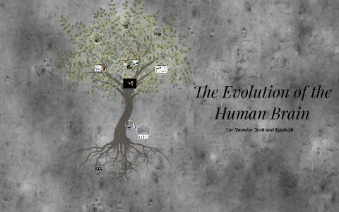 The Evolution of the Human Brain by josh gradilone on Prezi