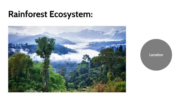 Amazon Rainforest Ecosystem: by Chelsea ponce on Prezi