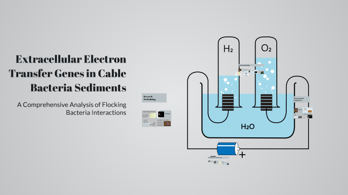 Extracellular Electron Transfer Genes in Cable Bacteria Sediments by Venkata Sai Dheeraj ...