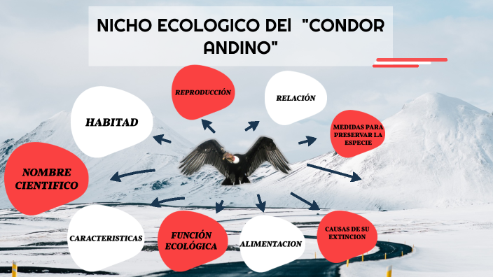 NICHO ECOLOGICO DEl "CONDOR ANDINO" by Jimmy González on Prezi