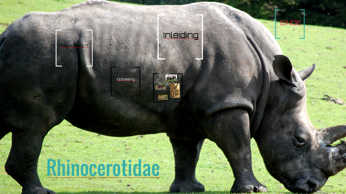 O&O Rhinocerotidae by Jessica Feenstra on Prezi