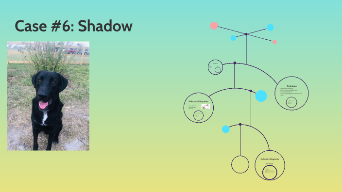 SERP Case Presentation #6 by avery elmore on Prezi