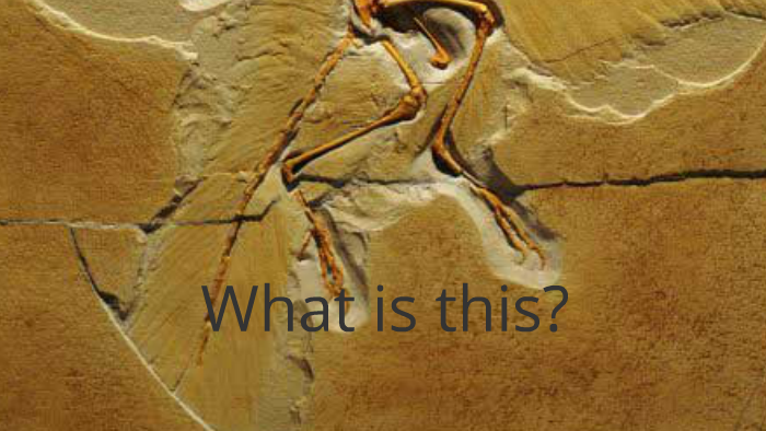 Introduction to Fossils by Ethan Bleifuss on Prezi