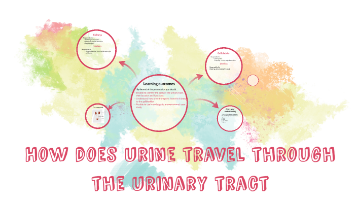 Urinary track by jasmin campbell on Prezi