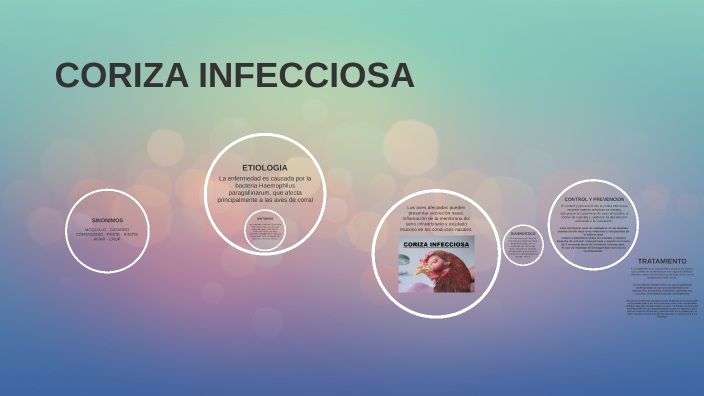 CORIZA INFECCIOSA by Tathan Ospina on Prezi