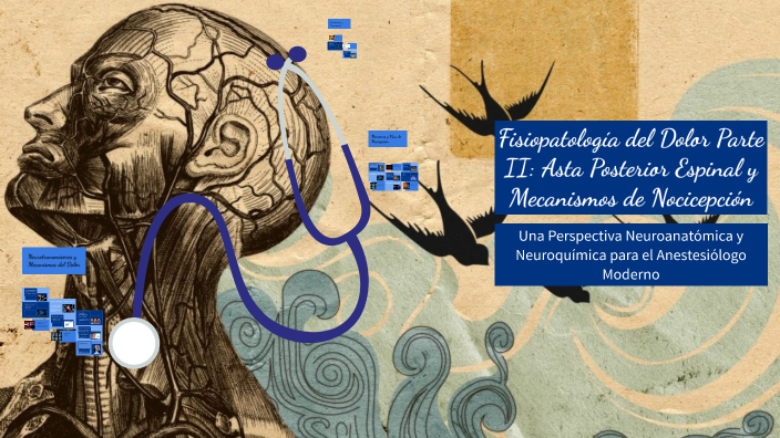 Fisiopatología del Dolor Parte II: Asta Posterior Espinal y Mecanismos ...