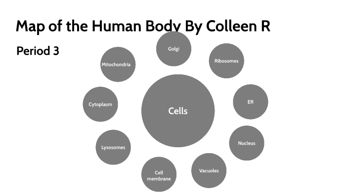 Map of the Human Body By Colleen by Colleen Ramirez on Prezi