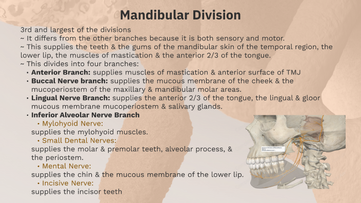 Nerve Supply to the Face & Oral Cavity by Warda on Prezi