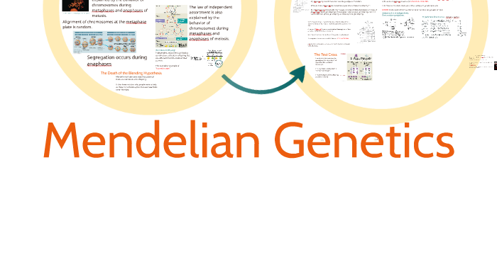 Ch. 11: Intro to Mendelian Genetics Part I by Emily Borden on Prezi